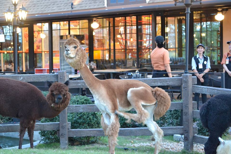 วันเดียวเที่ยวได้ 5 ร้านอาหาร วิวฟาร์มสัตว์ มีอัลปาก้าน่ารักขนฟู ...